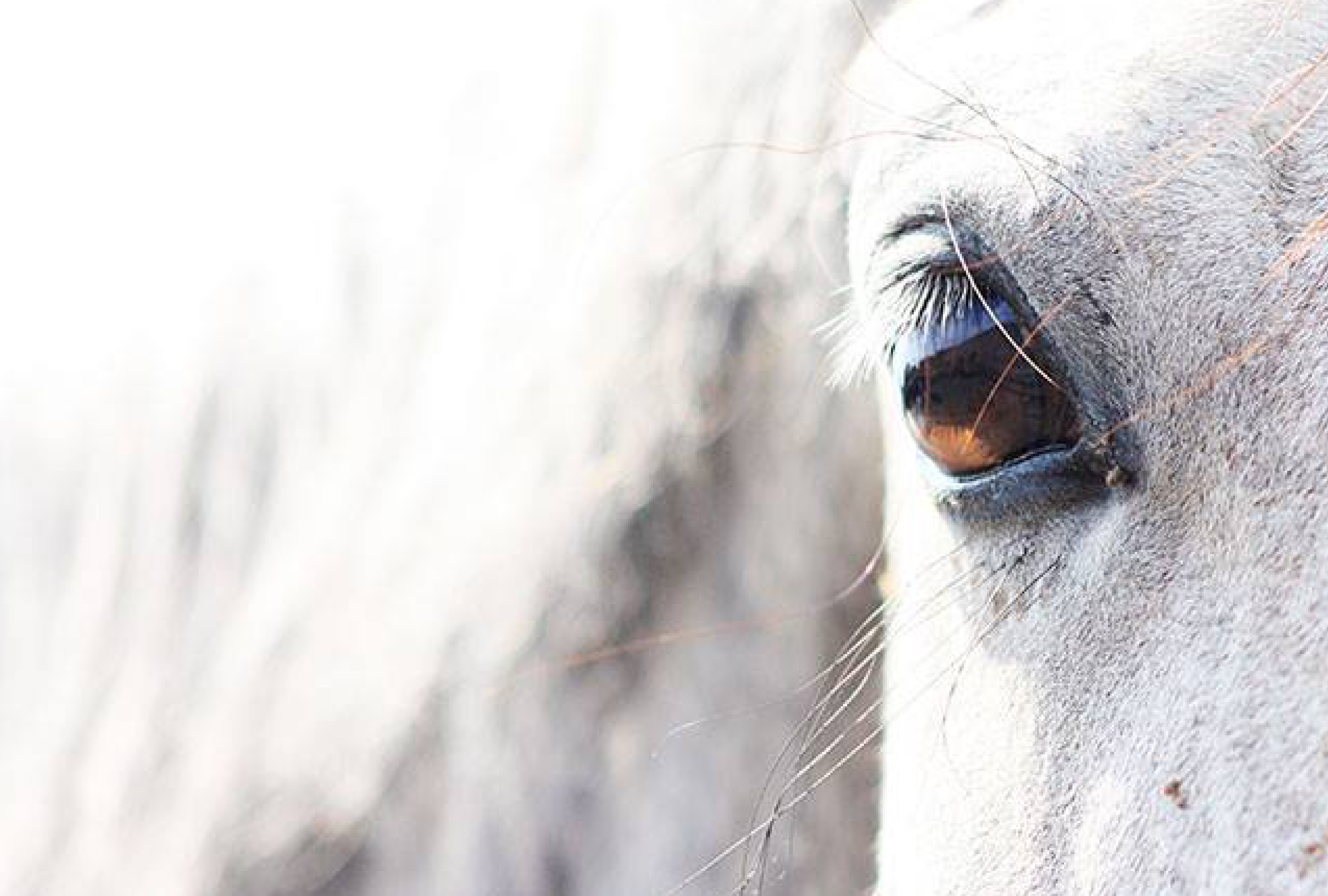 Enten - Manege de Hoef
