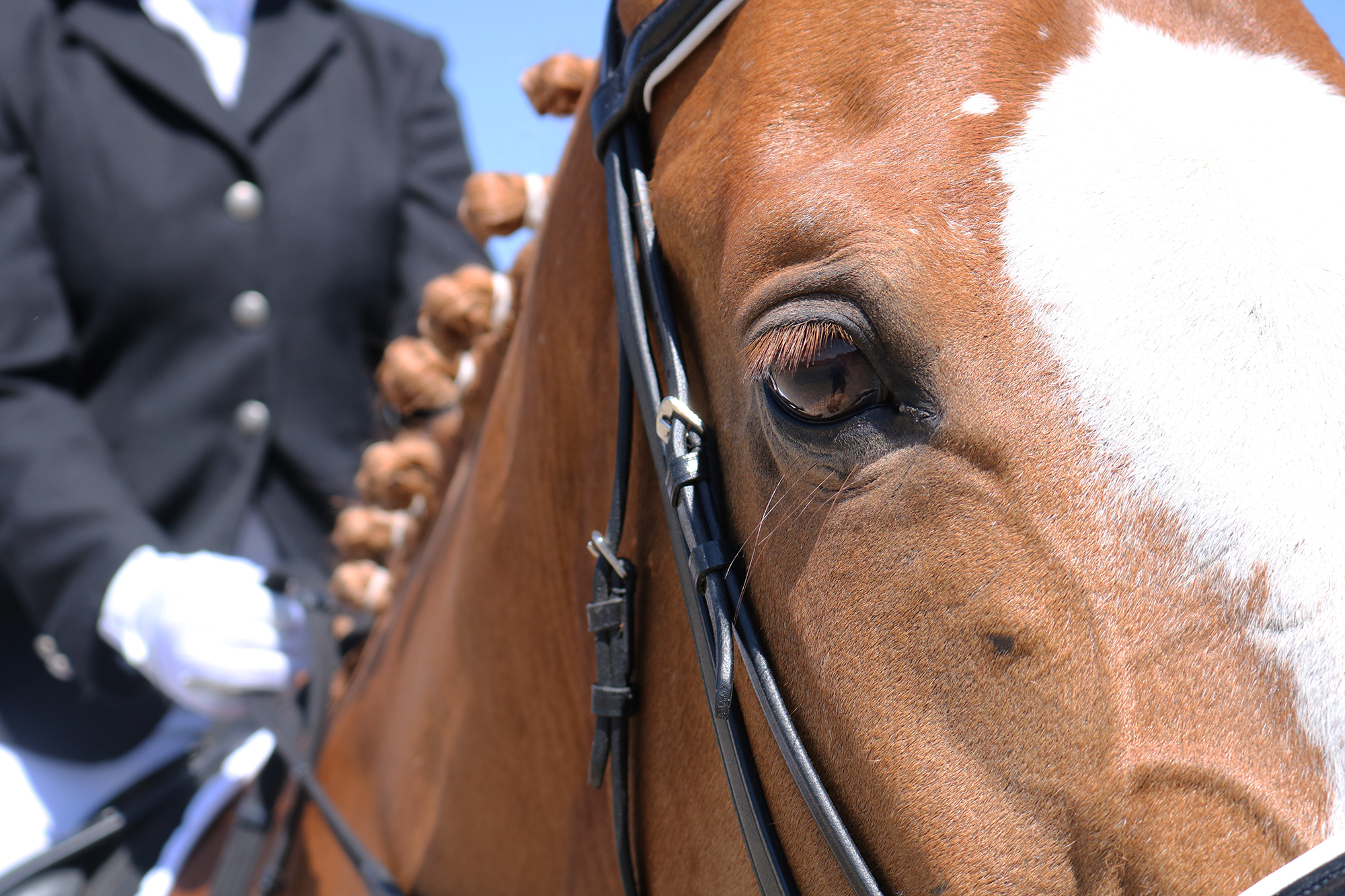 2025 - Manege de Hoef