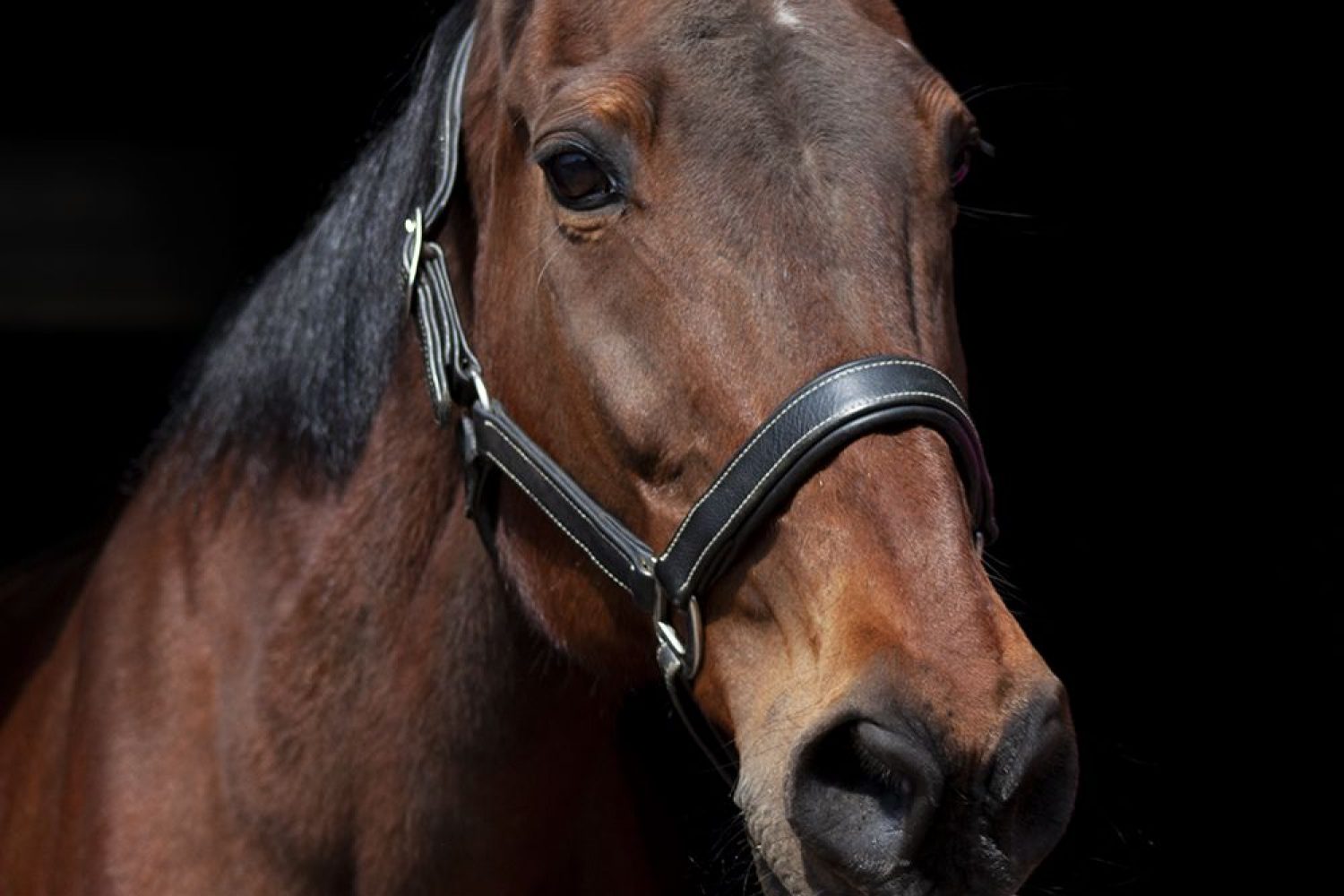 Jaaroverzicht 2022 - Manege de Hoef