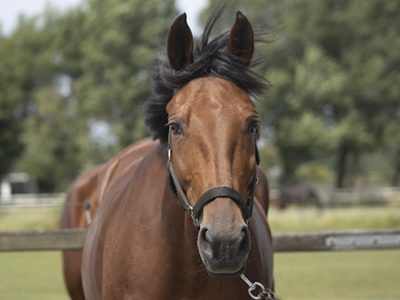 Manege de Hoef - Manege de Hoef