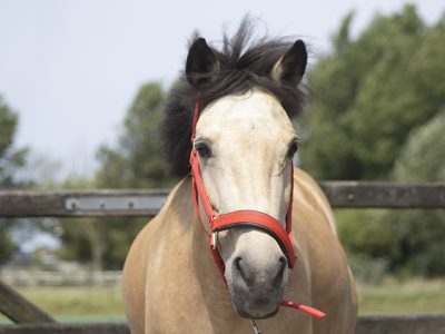 Manege de Hoef - Manege de Hoef